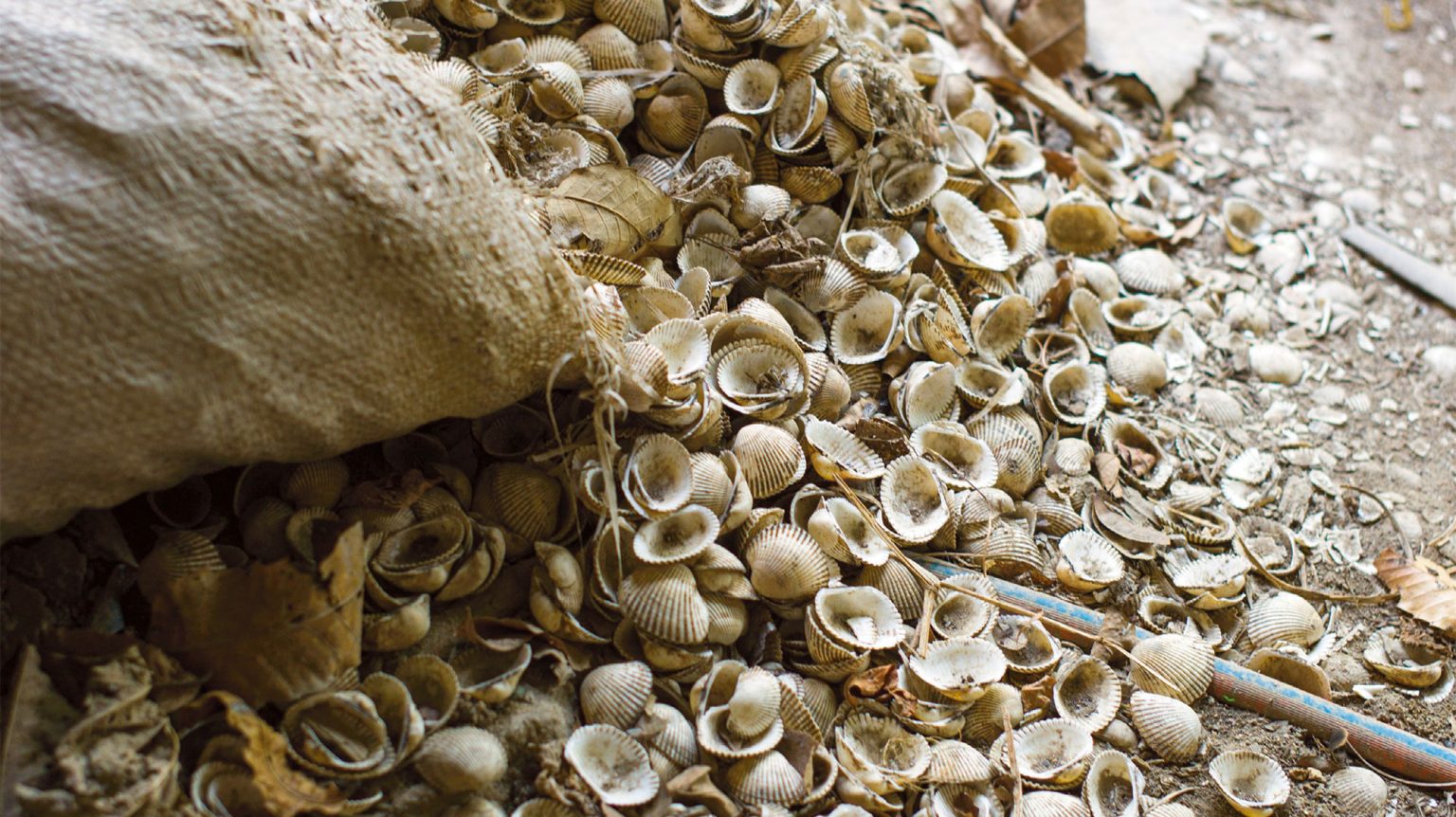 Shells in Ceramics - We Love Clay